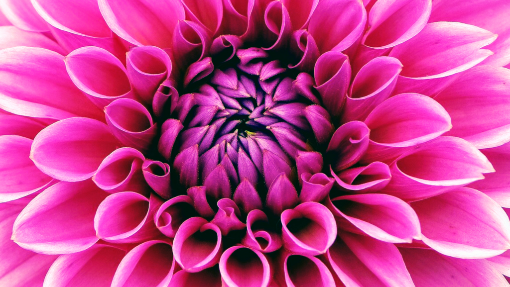 Flowers of Boca | Boca Raton FL Flower Shop