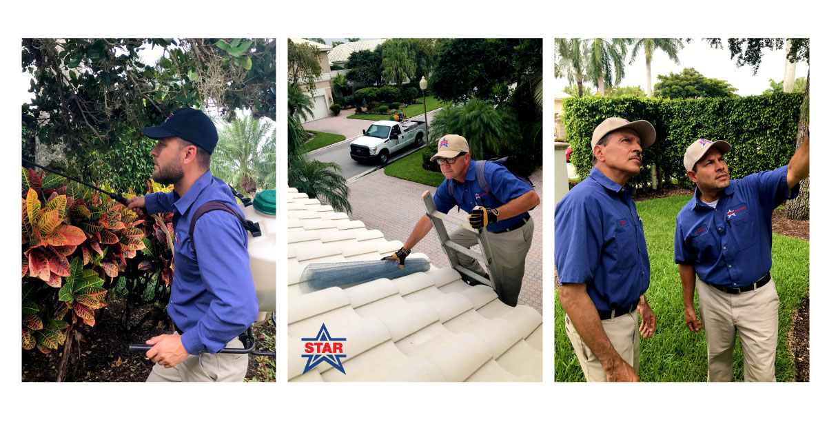 Pest Control, White Fly Treatment | Boca Raton, Delray Beach, FL ...